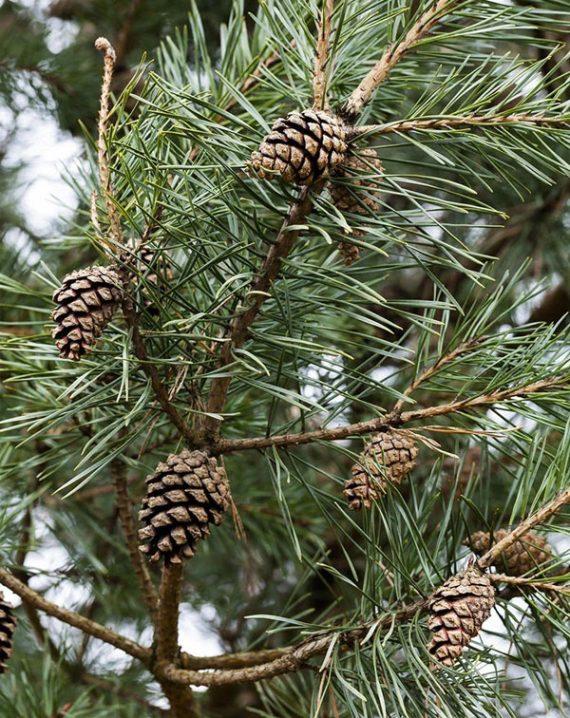 Beli bor - Pinus sylvestris | Rasadnik Ema