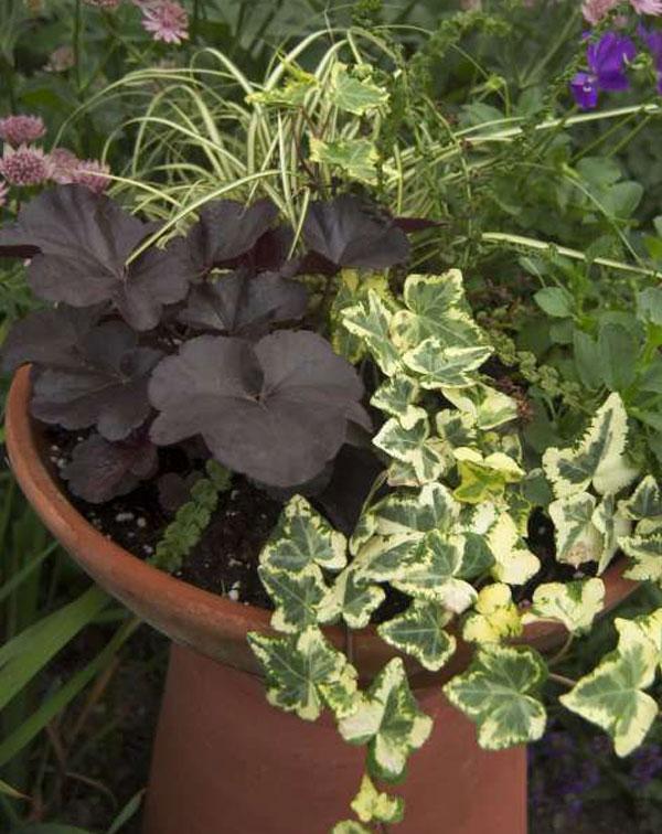 Bršljan Golden ingot - Hedera helix Golden ingot | Rasadnik Ema