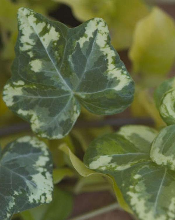 Bršljan Golden ingot - Hedera helix Golden ingot | Rasadnik Ema