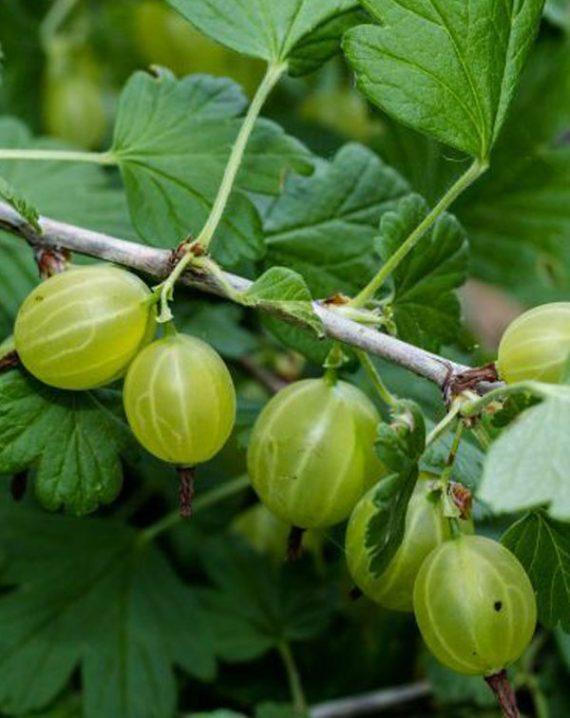 Ogrozd - Ribes uva-crispa | Rasadnik Ema