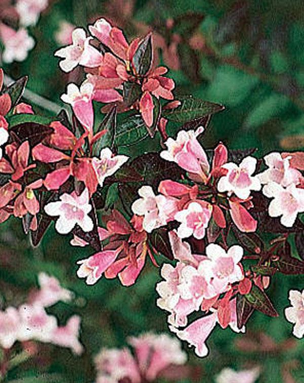 Abelija - Abelia grandiflora | Rasadnik Ema