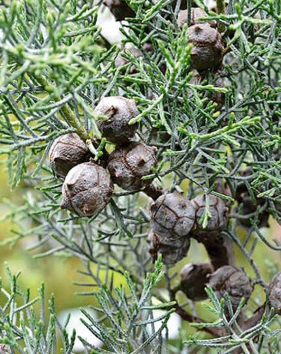 Arizonski čempres - Cupressus arizonica | Rasadnik Ema