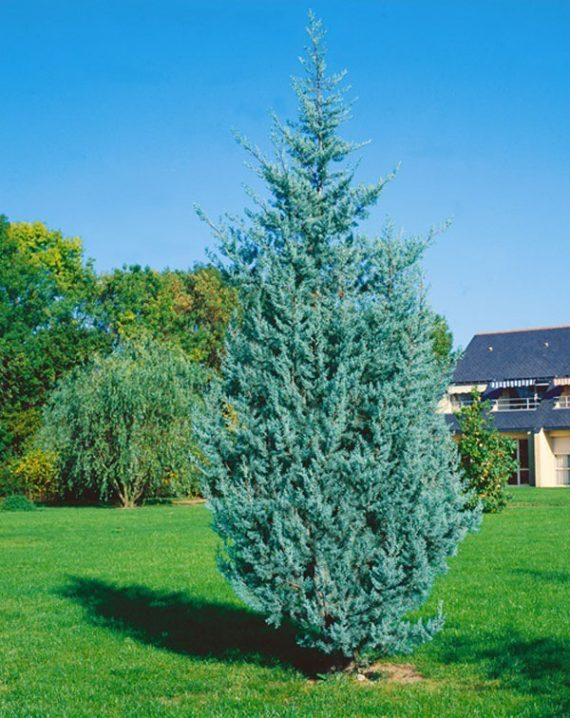 Arizonski čempres - Cupressus arizonica | Rasadnik Ema