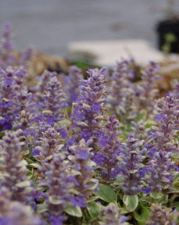 Ajuga šarenolisna - Ajuga reptans Variegata | Rasadnik Ema