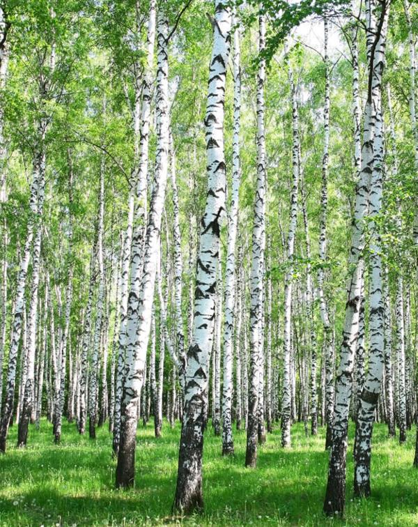 Breza - Betula pendula | Rasadnik Ema