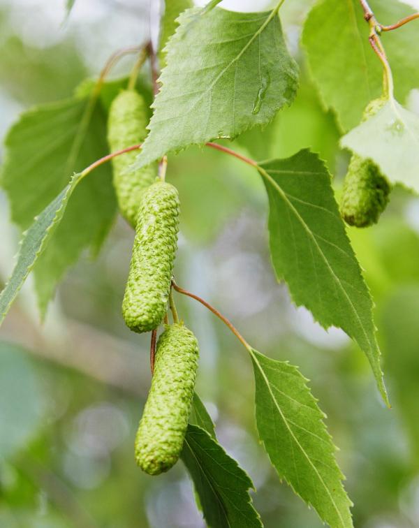 Breza - Betula pendula | Rasadnik Ema