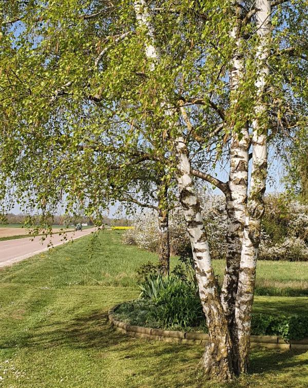 Breza - Betula pendula | Rasadnik Ema