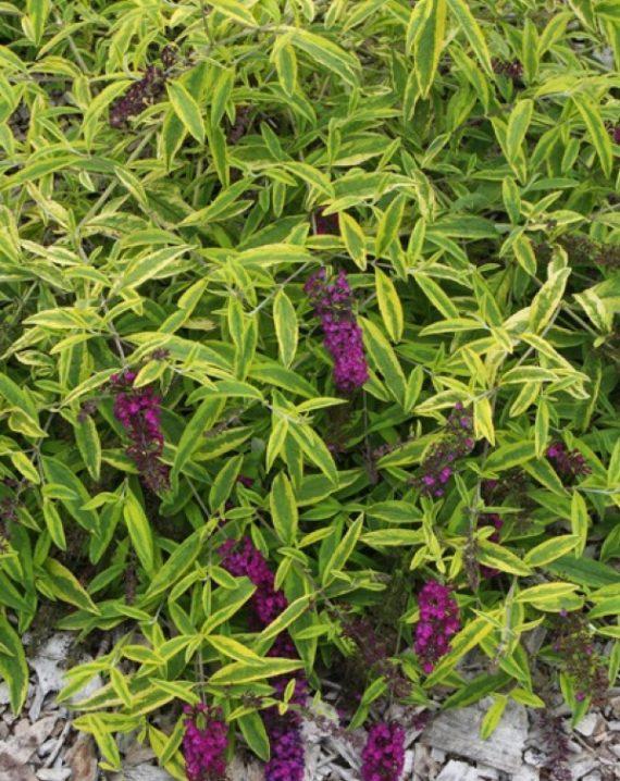 Budleja šarenolisna - Buddleia variegata davidii Santana | Rasadnik Ema