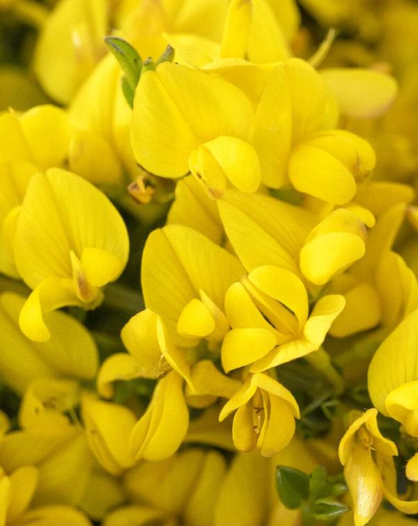 Citisus žuti - Cytisus All gold | Rasadnik Ema