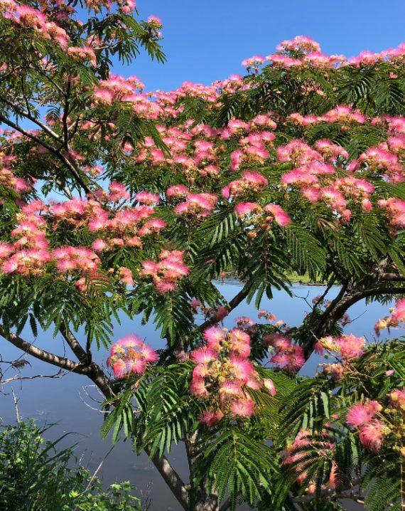 Kineska mimoza - Albizia julibrissin | Rasadnik Ema