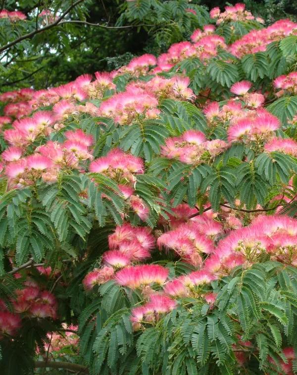 Kineska mimoza - Albizia julibrissin | Rasadnik Ema