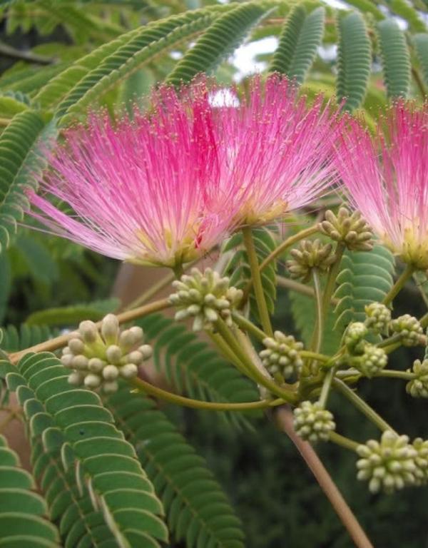 Kineska mimoza - Albizia julibrissin | Rasadnik Ema