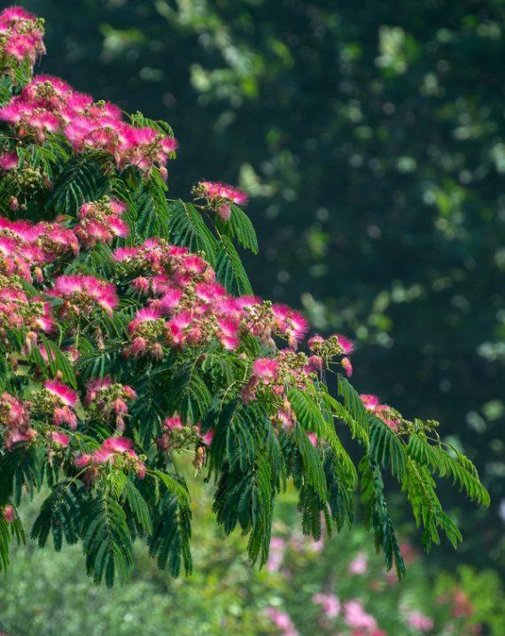Kineska mimoza - Albizia julibrissin | Rasadnik Ema