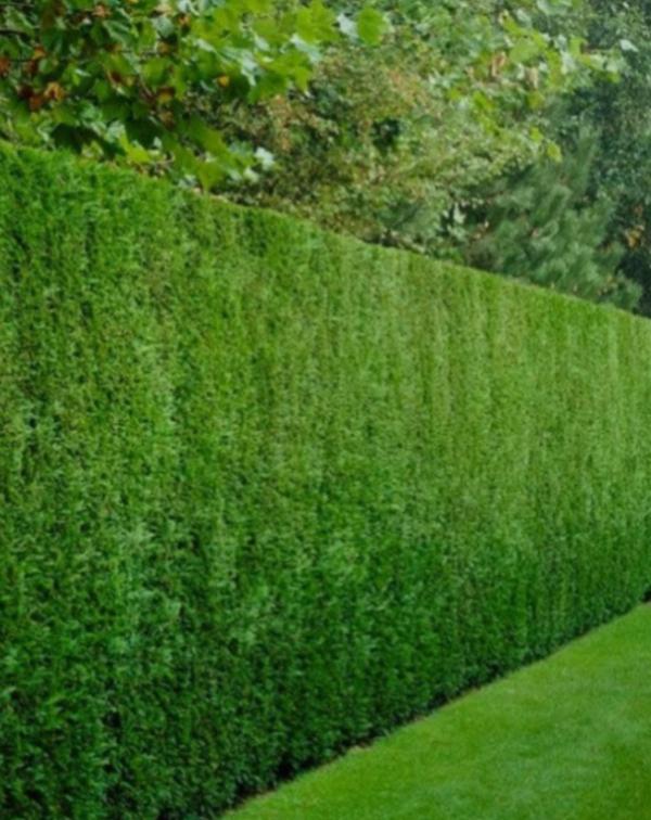 Lejlandi čempres - Cupressocyparis leylandii | Rasadnik Ema