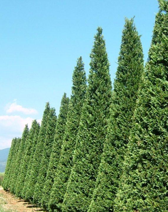 Lejlandi čempres - Cupressocyparis leylandii | Rasadnik Ema