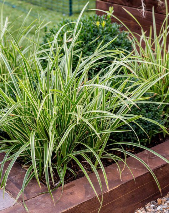 Ukrasne trave | Rasadnik Ema