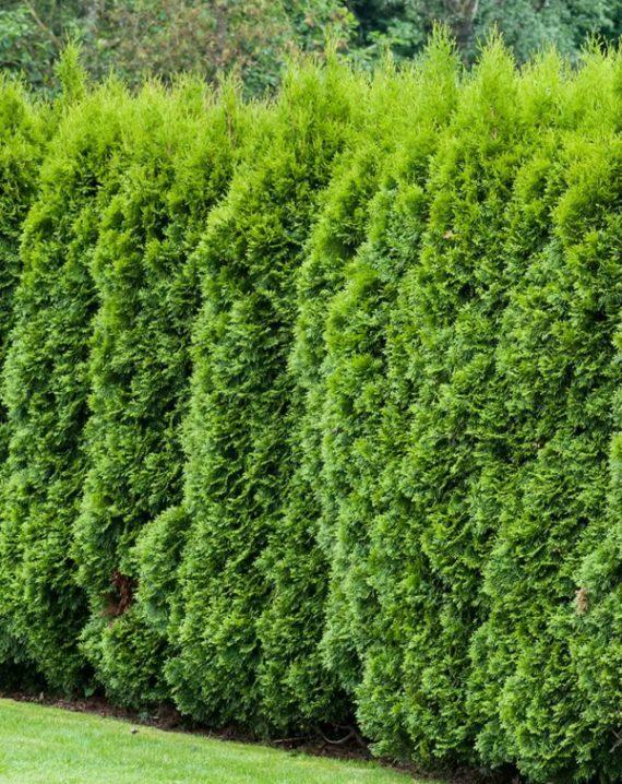 Tuja Smaragd - Thuja occidentalis Smaragd | Rasadnik Ema