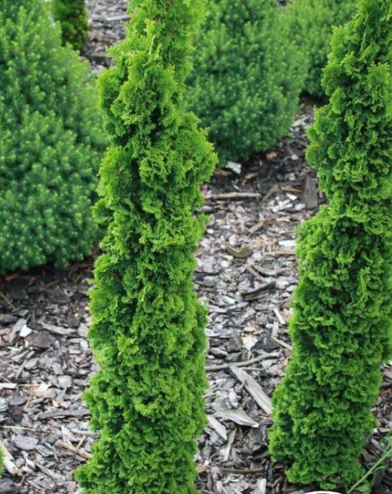 Tuja Spiralis - Thuja occidentalis Spiralis | Rasadnik Ema