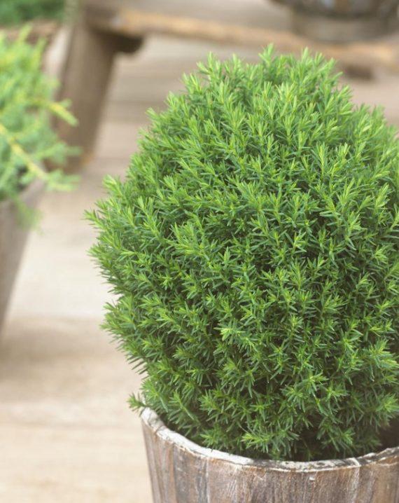 Tuja Tedi - Thuja occidentalis Teddy | Rasadnik Ema
