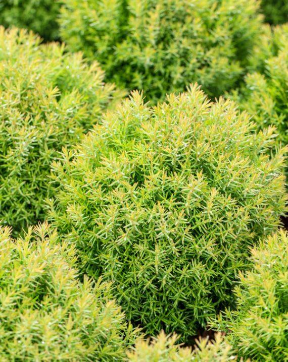 Tuja Tedi gold - Thuja occidentalis Teddy gold | Rasadnik Ema