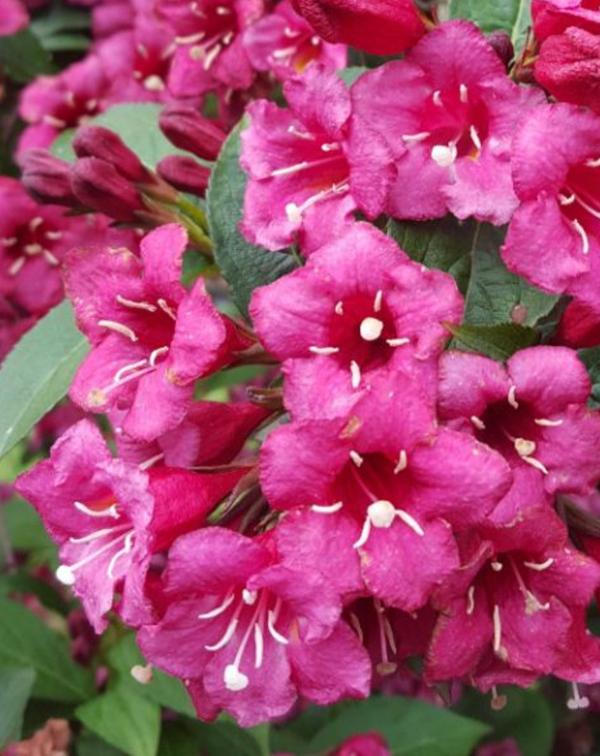 Vajgela Bristol ruby - Weigela Bristol ruby | Rasadnik Ema