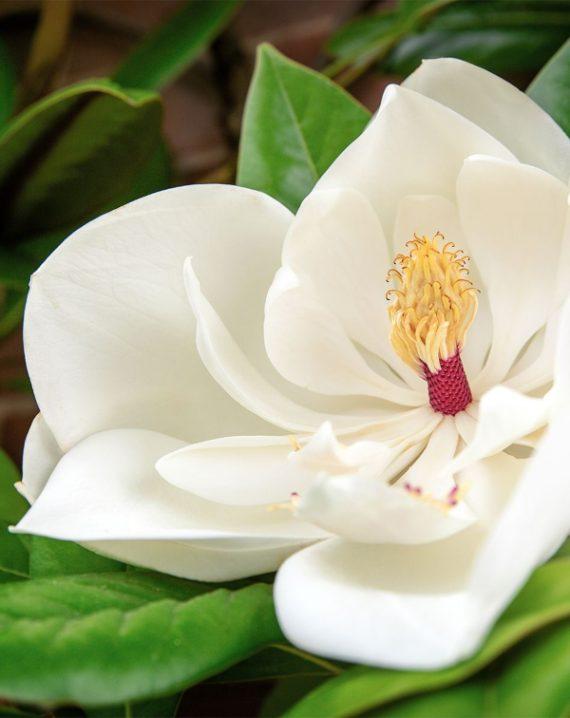 Zimzelena magnolija Grandiflora | Rasadnik Ema