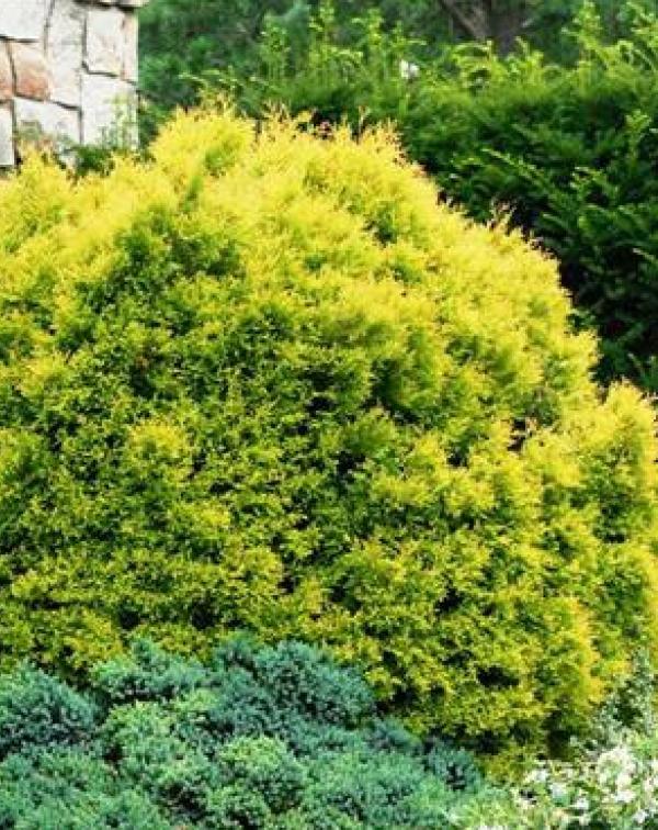 Zlatna patuljasta tuja - Thuja occidentalis Rheingold | Rasadnik Ema