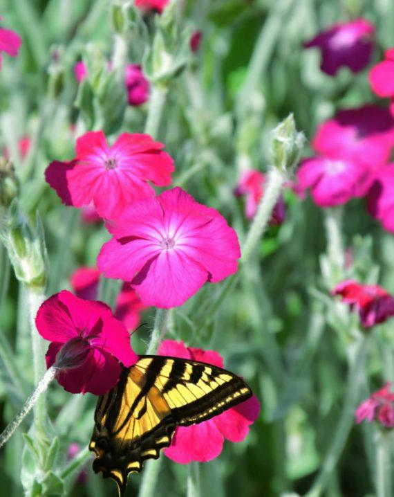 Baršunasta pucavica - Lychnis coronaria | Rasadnik Ema