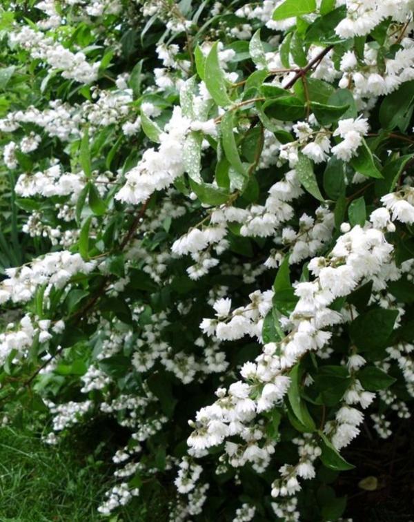 Deucija - Deutzia scabra | Rasadnik Ema