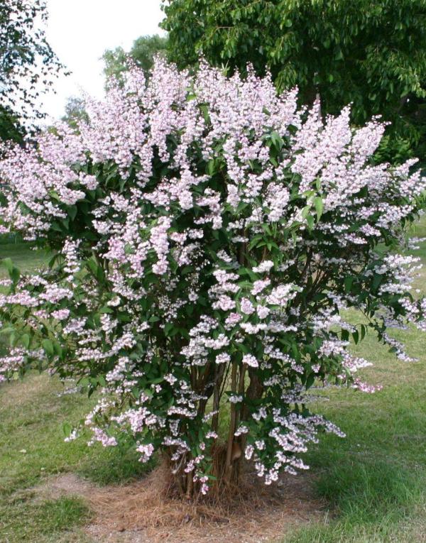 Deucija pink - Deutzia scabra Codsall pink | Rasadnik Ema