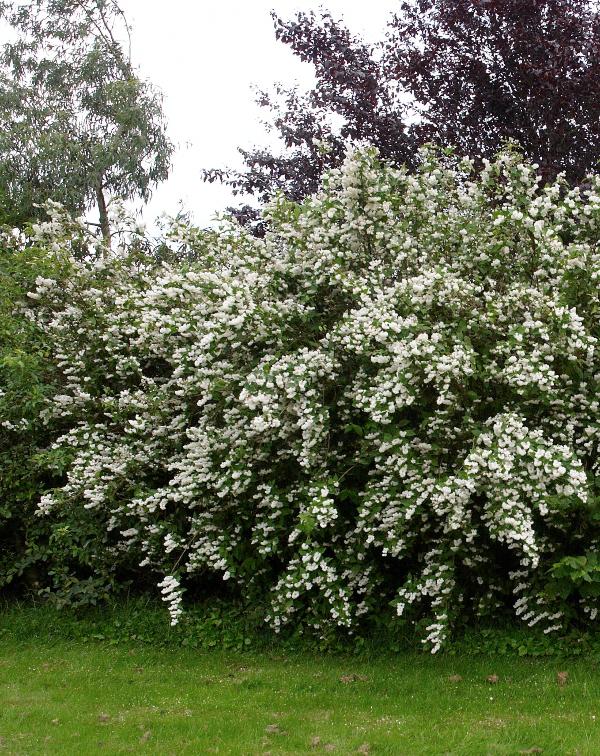 Deucija - Deutzia scabra | Rasadnik Ema