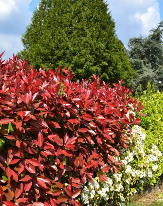 Fotinija Red Robin - Photinia x fraseri Red Robin | Rasadnik Ema