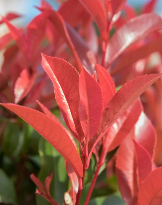 Fotinija Red Robin - Photinia x fraseri Red Robin | Rasadnik Ema