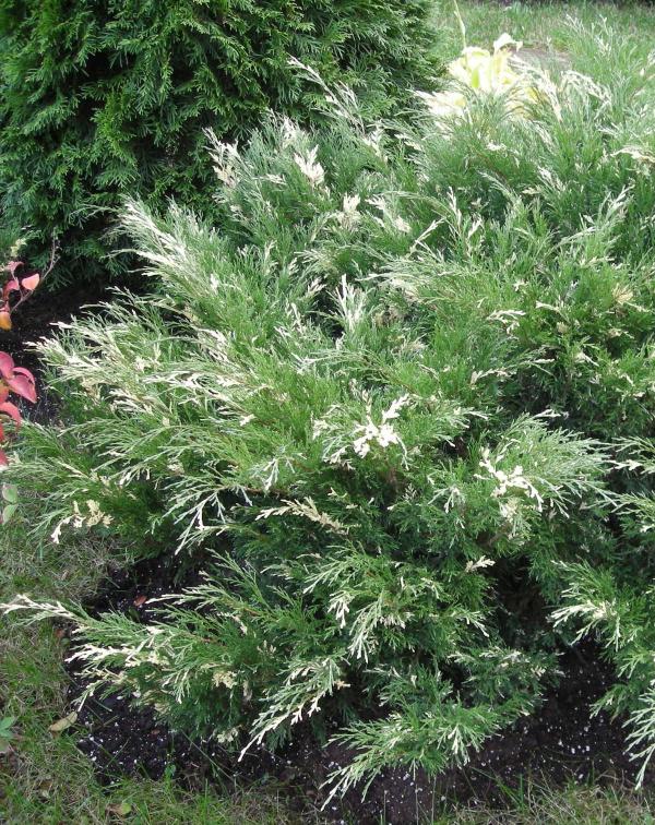 Juniperus šatirani - Juniperus sabina Variegata | Rasadnik Ema