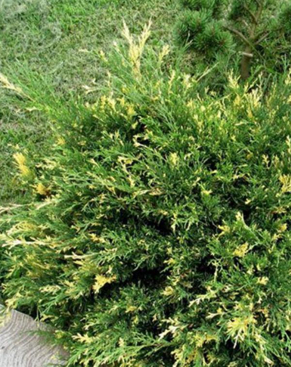 Juniperus šatirani - Juniperus sabina Variegata | Rasadnik Ema