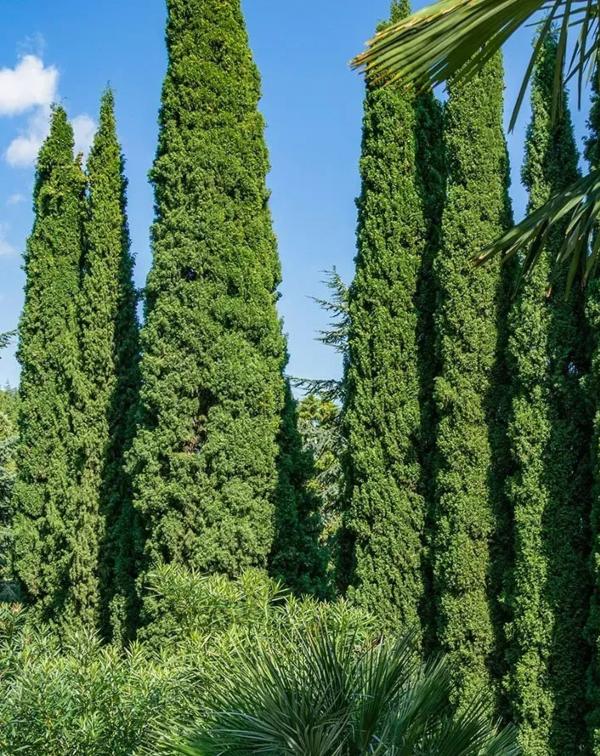 Mediteranski čempres Totem - Cupressus sempervirens | Rasadnik Ema