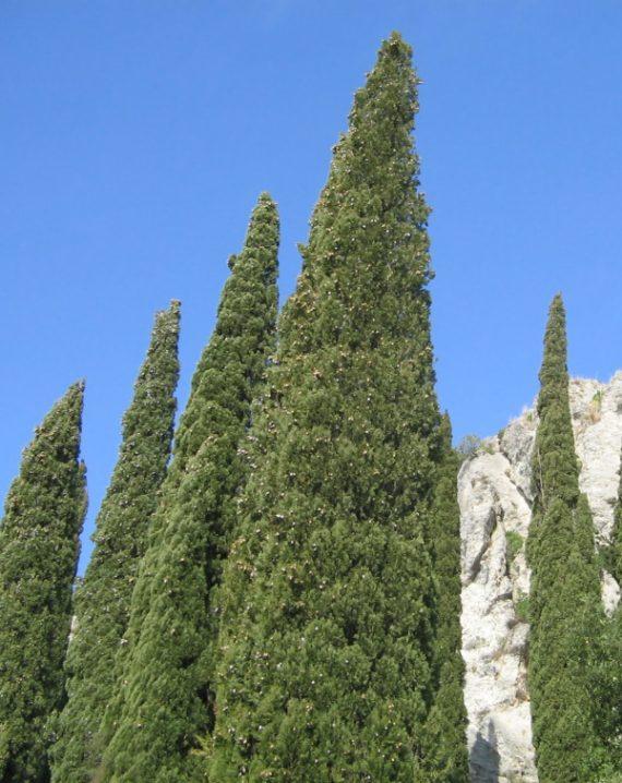 Mediteranski čempres Totem - Cupressus sempervirens | Rasadnik Ema