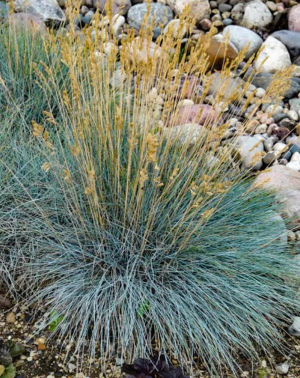 Plava trava - Festuca glauca | Rasadnik Ema