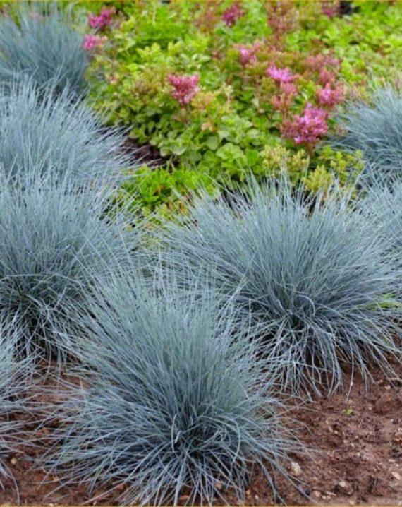 Plava trava - Festuca glauca | Rasadnik Ema