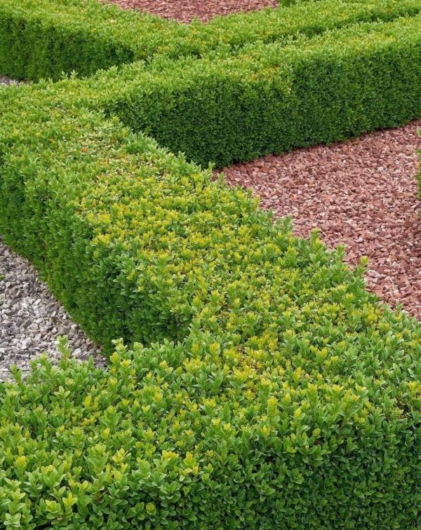 Šimšir - Buxus sempervirens | Rasadnik Ema
