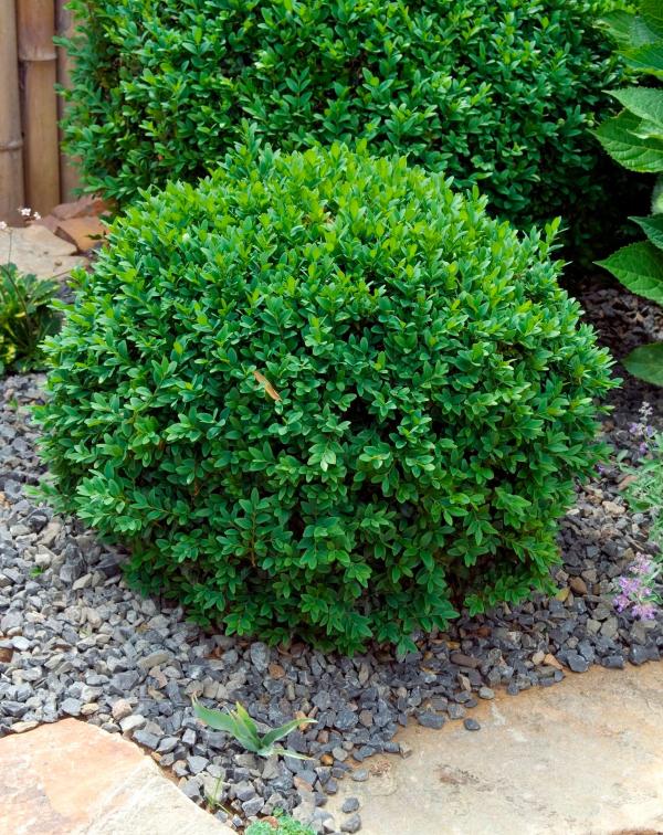 Šimšir - Buxus sempervirens | Rasadnik Ema