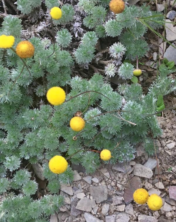 Cotula hispida | Rasadnik Ema