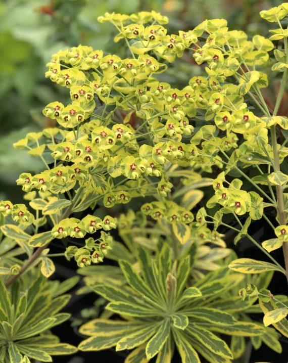 Euphorbia martinii Ascot Rainbow | Rasadnik Ema