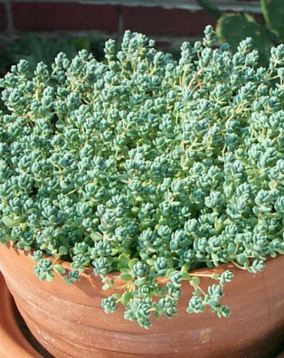 Sedum Dasyphyllum minor | Rasadnik Ema