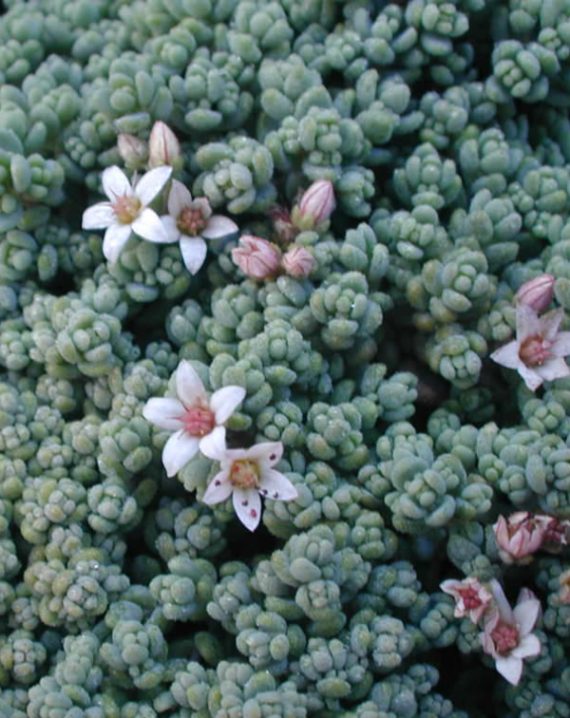 Sedum Dasyphyllum minor | Rasadnik Ema