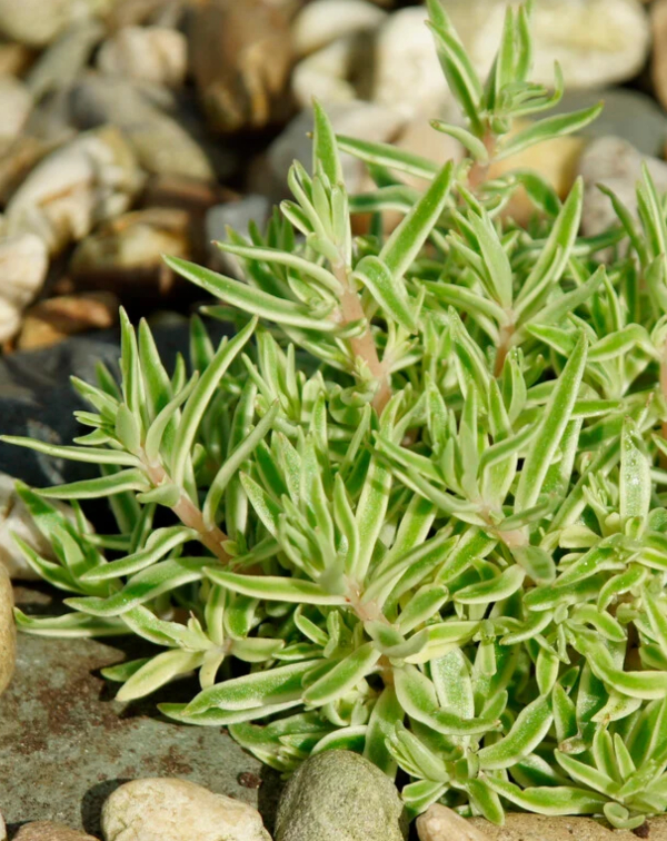 Sedum Lineare variegatum | Rasadnik Ema