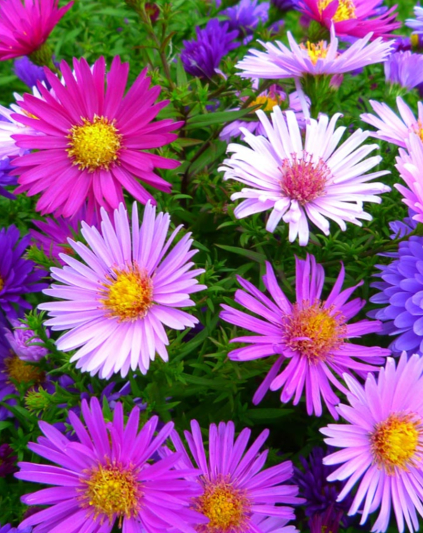 Aster mix - 3 boje | Rasadnik Ema