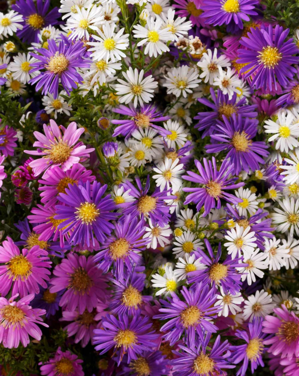 Aster mix - 3 boje | Rasadnik Ema