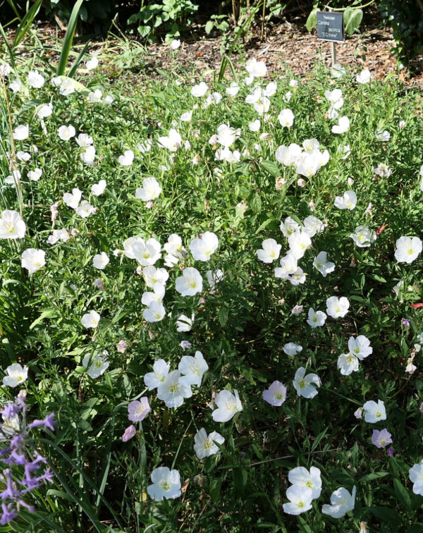 Beli noćurak - Oenothera speciosa Alba | Rasadnik Ema