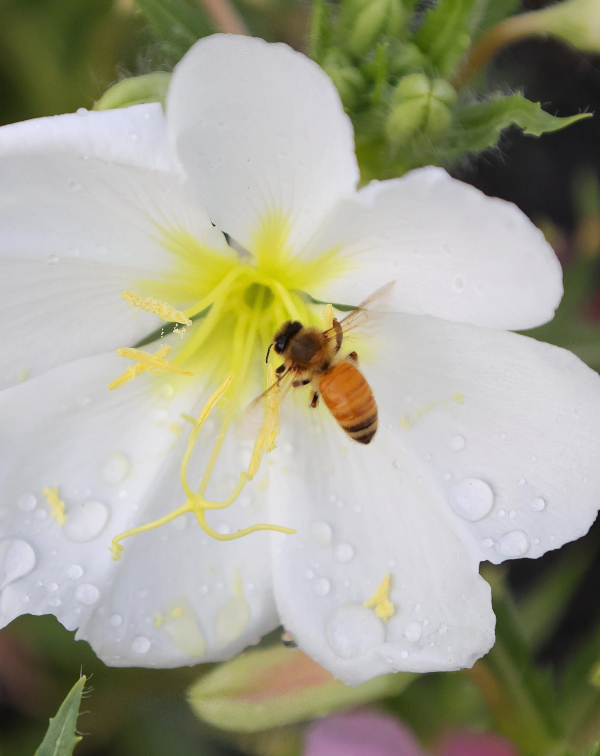 Beli noćurak - Oenothera speciosa Alba | Rasadnik Ema